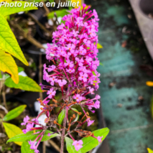 Buddleja 'Pink Delight'