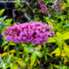 Buddleja 'Pink Delight'